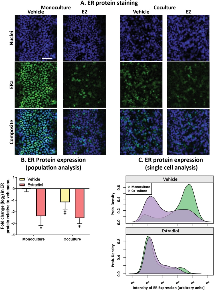 Lucifer Yellow Antibody (A-5750)