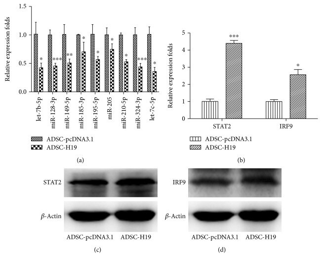 IRF9 Antibody (PA5-40357)