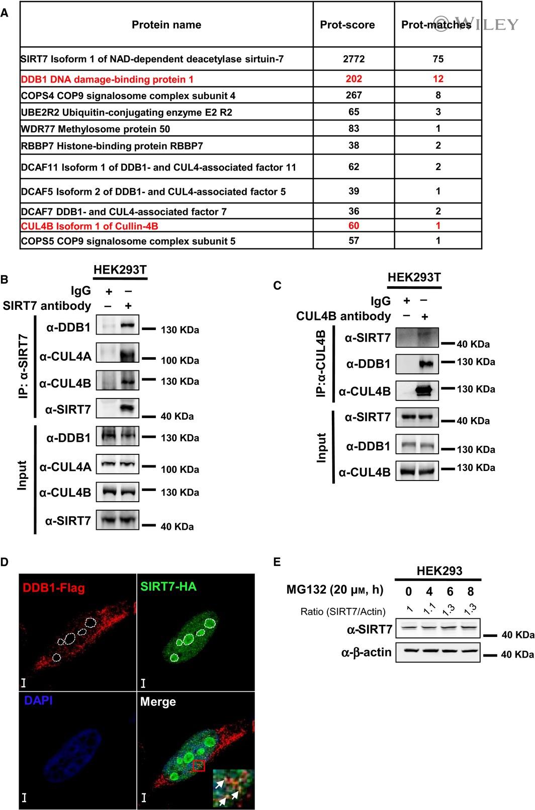 DDB1 Antibody (37-6200)