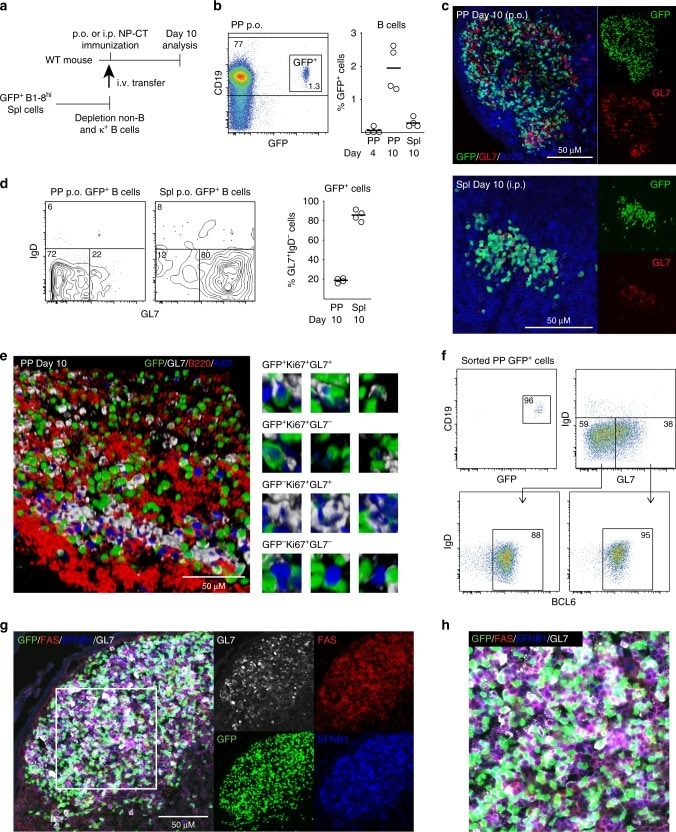 GL7 Antibody, eFluor™ 660 (50-5902-82)