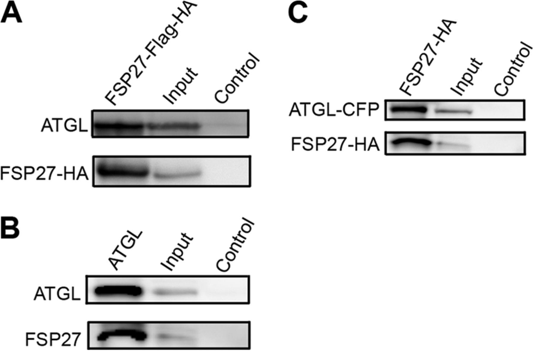 ATGL Antibody (MA5-14990)