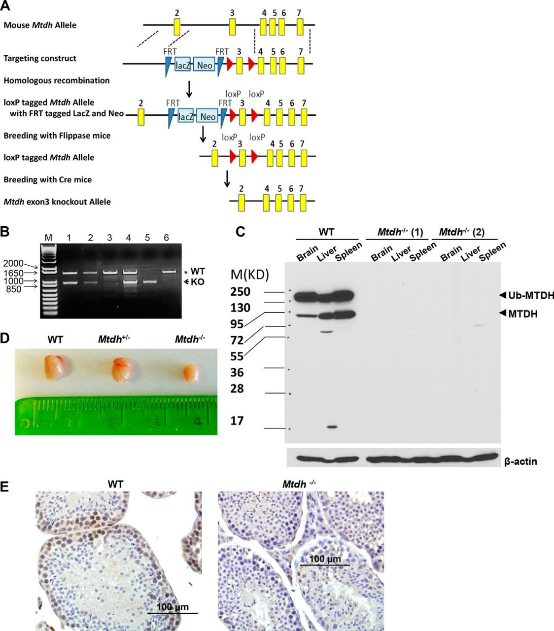 UCP1 Antibody (PA1-24894)