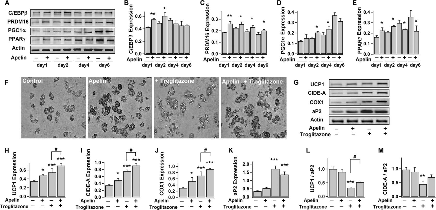 UCP1 Antibody (PA1-24894)