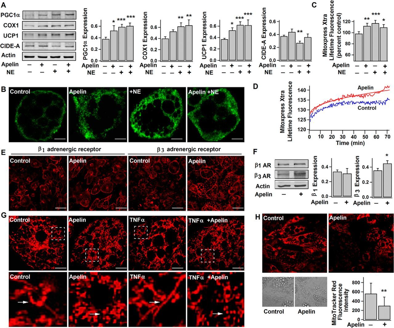 UCP1 Antibody (PA1-24894)
