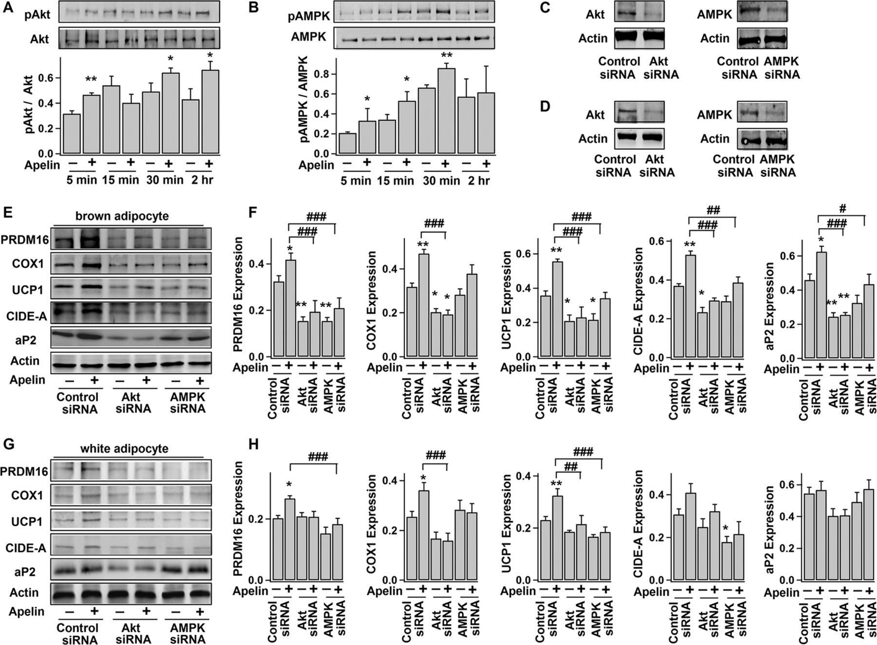 UCP1 Antibody (PA1-24894)