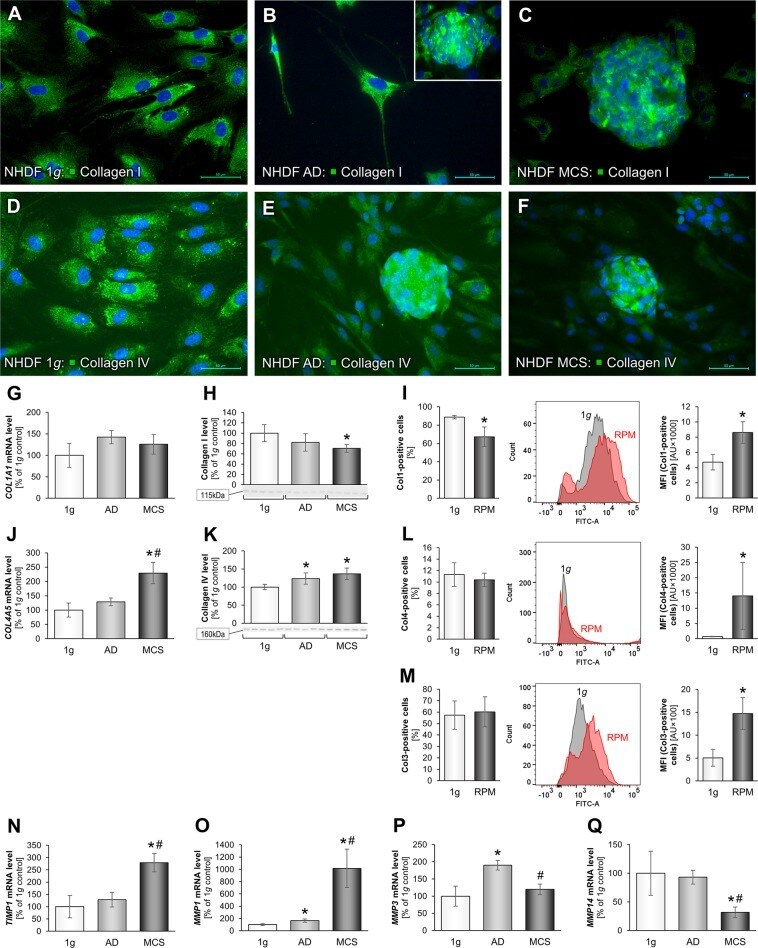 Collagen I Antibody (PA1-26204)