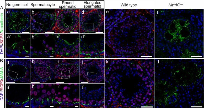JAM-A (CD321) Antibody (36-1700)