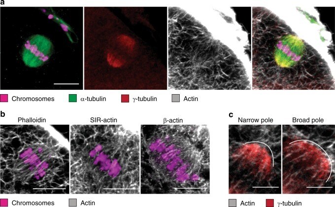 alpha Tubulin Antibody (A11126)