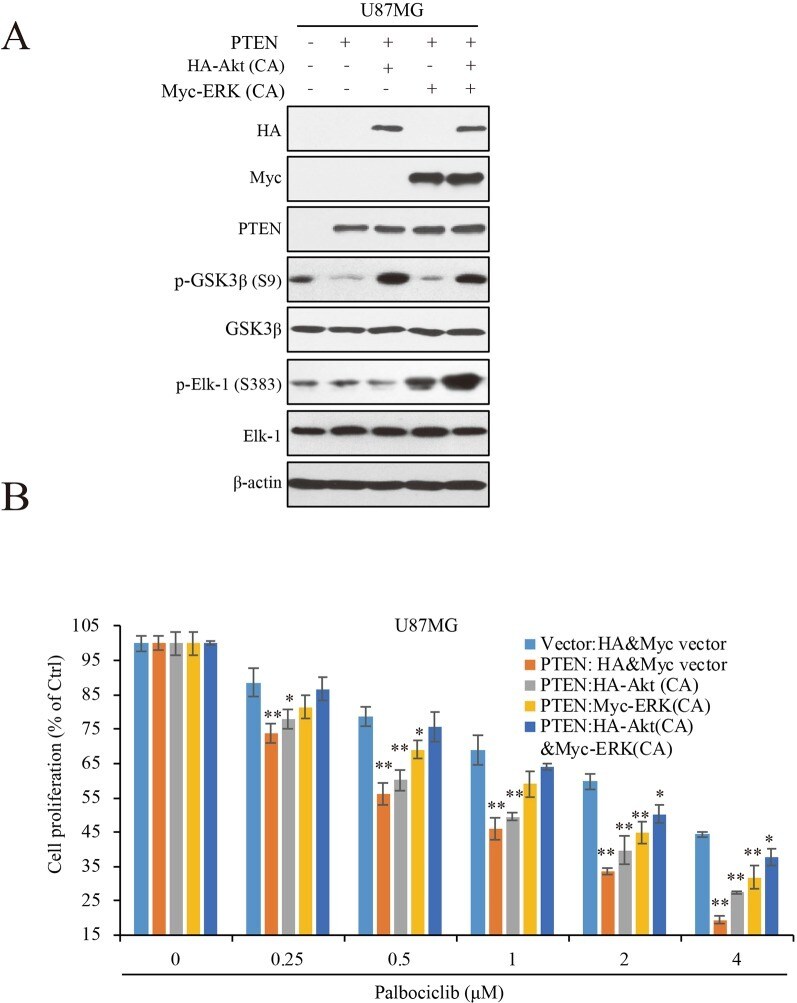 TGFBR1 Antibody (AHO1552)