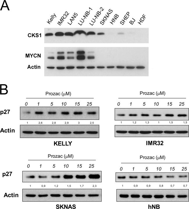 CKS1 Antibody (36-6800)