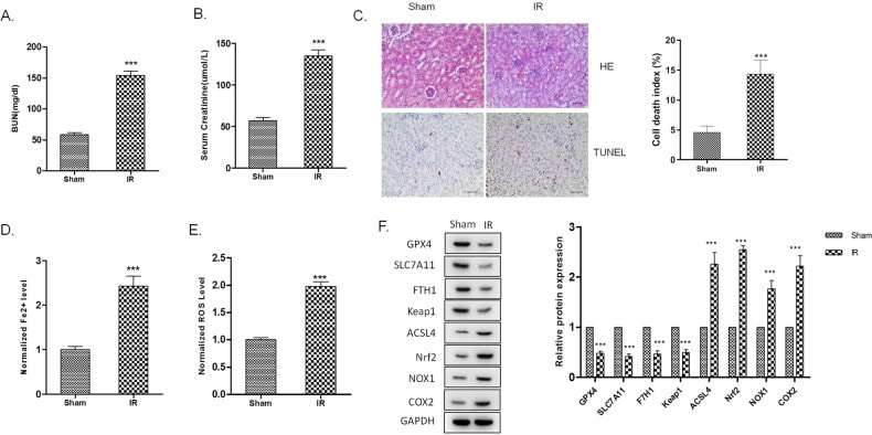 SLC7A11 Antibody (PA5-18599)