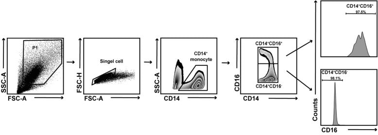 CD16 Antibody (14-0168-82)